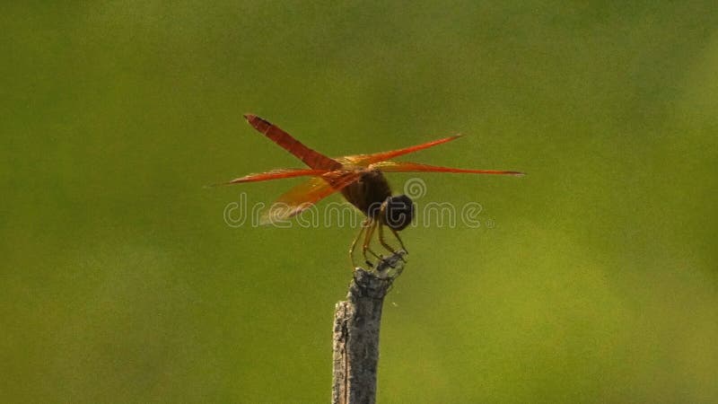 Anisoptera stock image. Image of pest, insect, green - 243166157