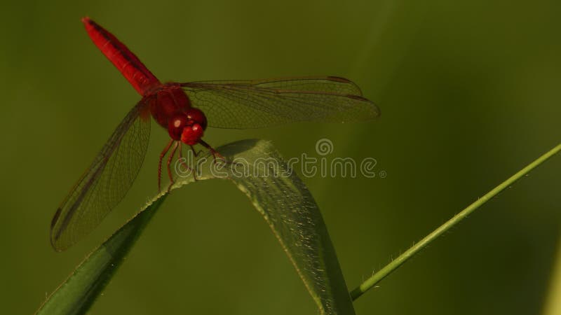 Anisoptera - Red Dragon Fly Resting on a Grass Stock Image - Image of ...