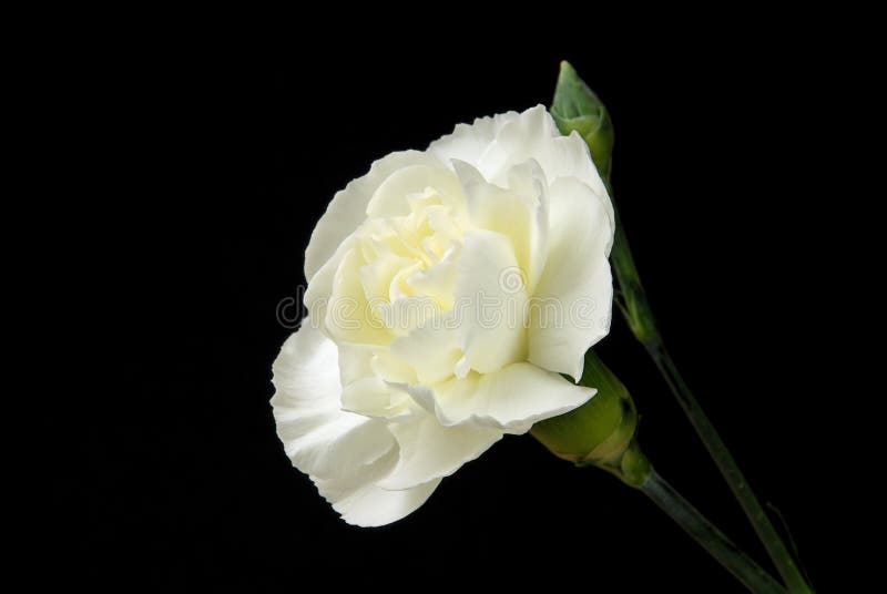 Witte anjer stock afbeelding. Image of bloemen, versiering - 10902265