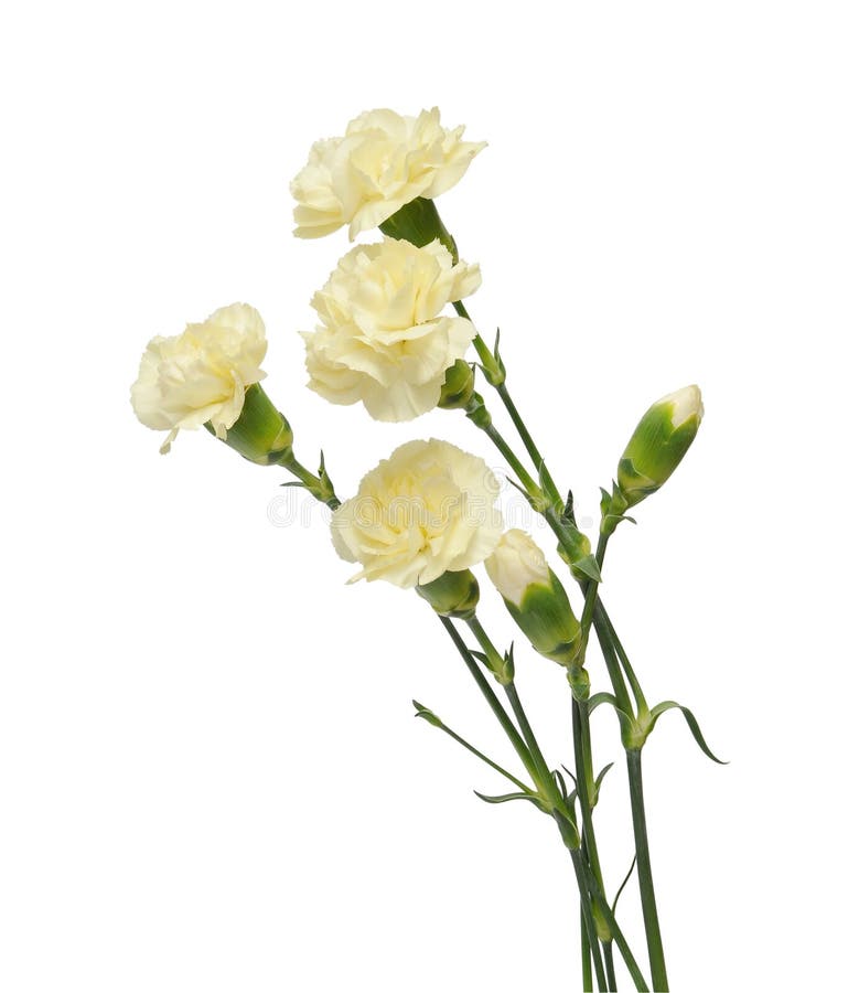 Anjers stock afbeelding. Afbeelding bestaande uit elegant - 523273