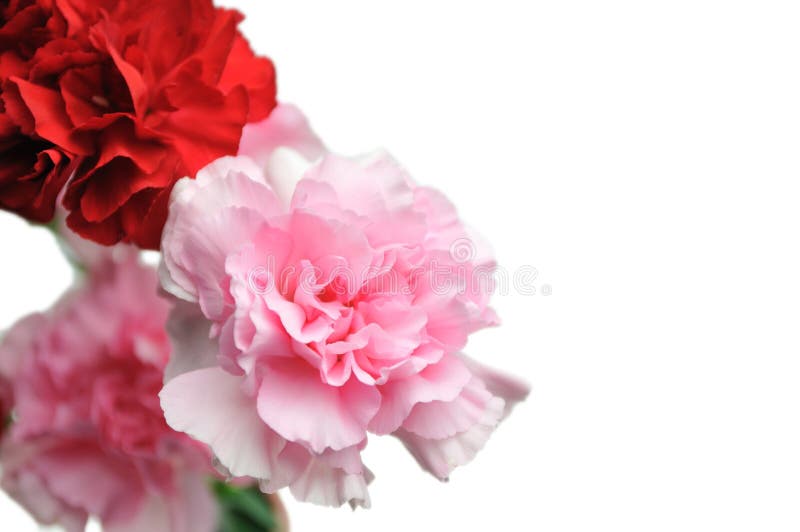 Anjers stock afbeelding. Image of macro, rust, roze, nave - 13670651