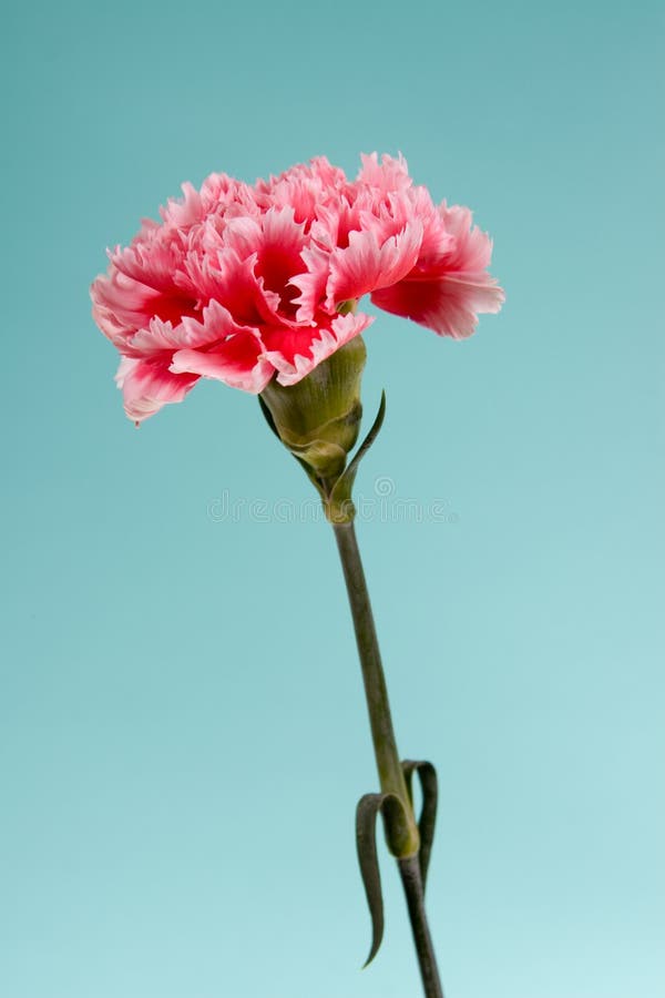 Anjer stock foto. Image of mooi, nave, kruiden, roze - 23881406