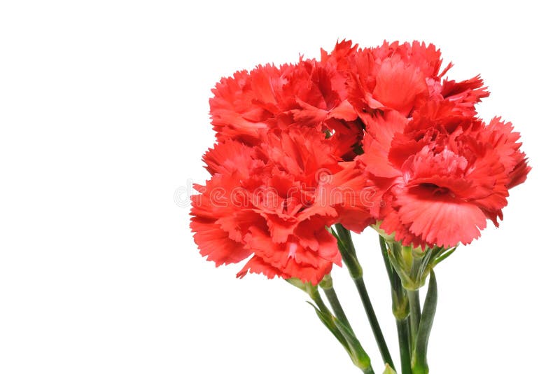 Anjer stock afbeelding. Image of groen, decoratie, bloesem - 25572451