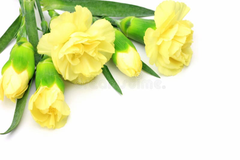 Anjer stock afbeelding. Afbeelding bestaande uit anjer - 27866239