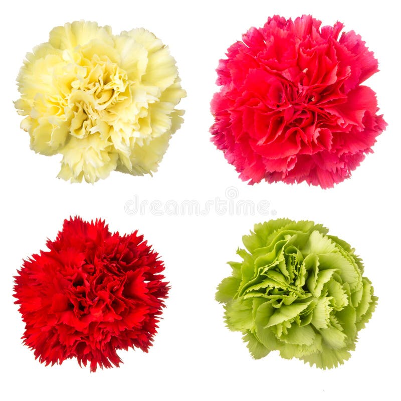 Anjer stock foto. Image of flora, bloemen, groen, bloei - 39720928