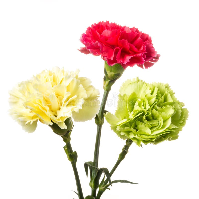 Anjer stock foto. Image of flora, bloemen, groen, bloei - 39720928