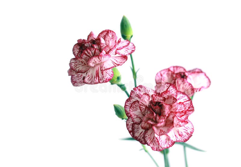 Anjer stock afbeelding. Image of roze, gelukkig, anjers - 4983613