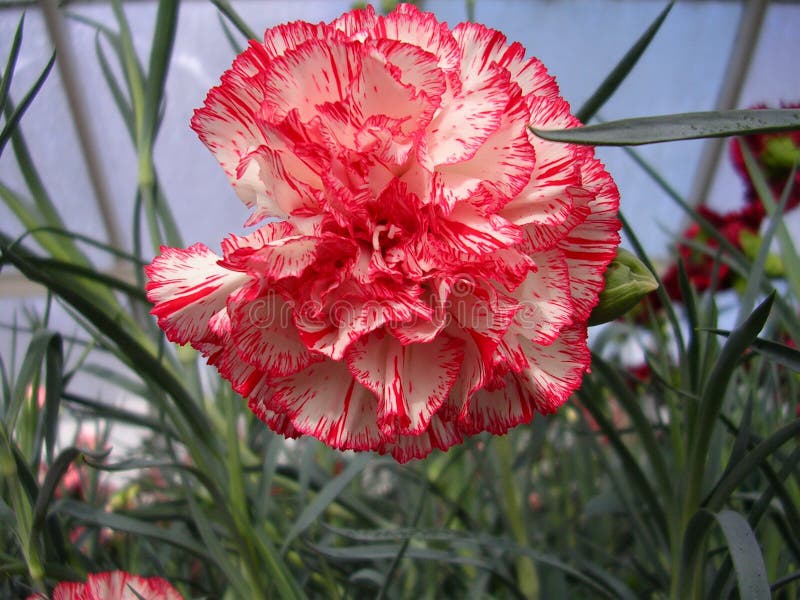 Anjer stock afbeelding. Image of schoonheid, bloei, bloem - 519839