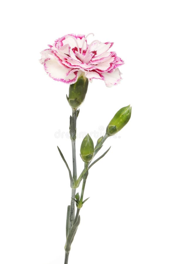 Anjer stock foto. Image of geïsoleerd, purper, omzoomd - 58156734