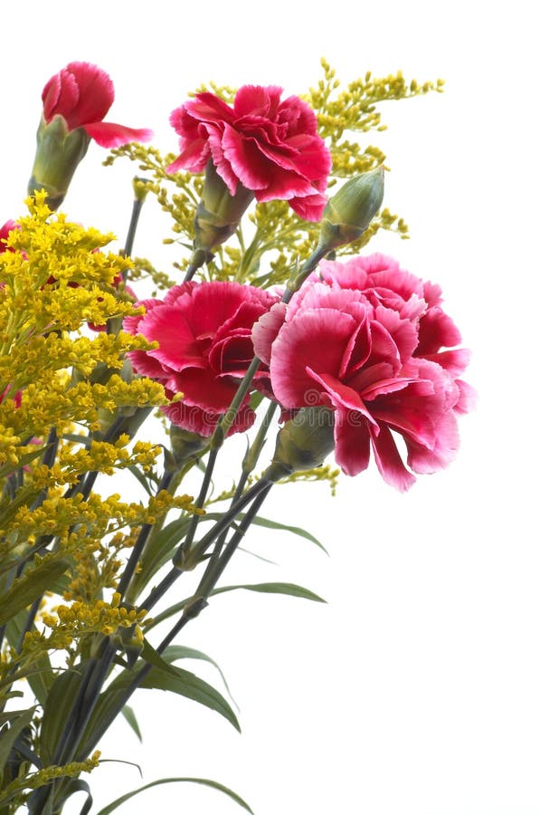 Anjer stock afbeelding. Image of roze, gelukkig, anjers - 4983613