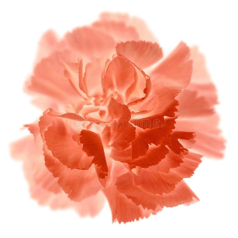 Anjer stock foto. Image of bloei, vreugde, roze, helder - 7681450