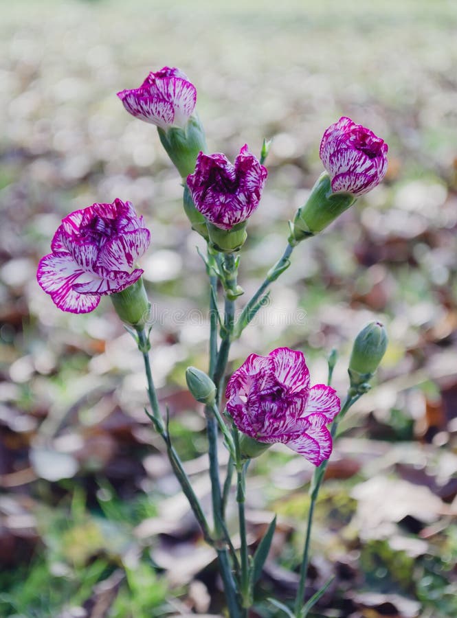 Anjer stock afbeelding. Afbeelding bestaande uit vrij - 13670651