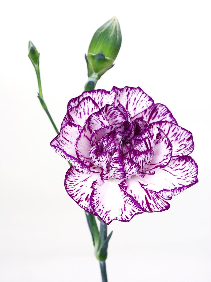 Anjer stock foto. Image of adem, anjer, babys, installatie - 80132