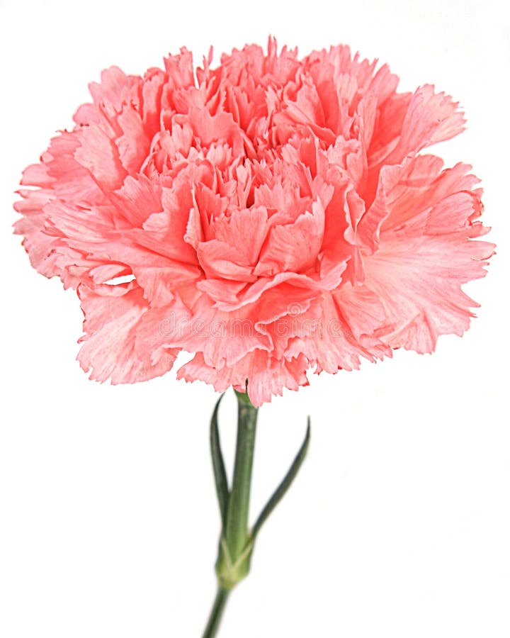 Anjer stock afbeelding. Image of achtergrond, boeket, flora - 8194603