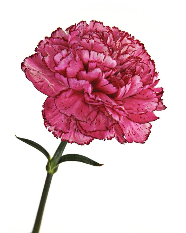 Anjer stock afbeelding. Image of achtergrond, boeket, flora - 8194603