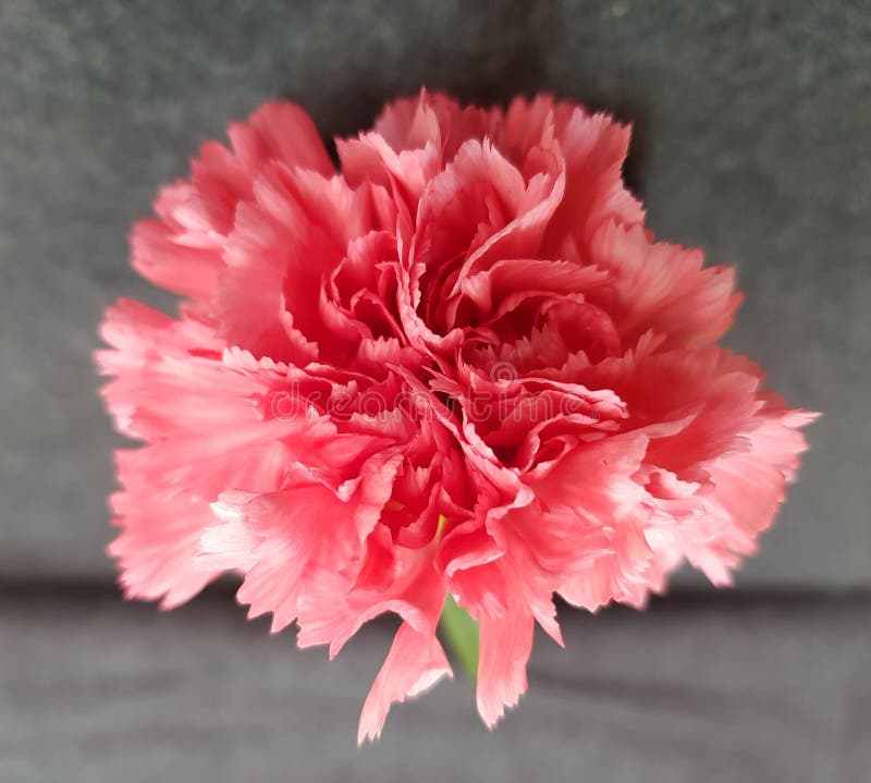 Anjer roze bloem stock afbeelding. Image of kleur, cadeau - 102883289