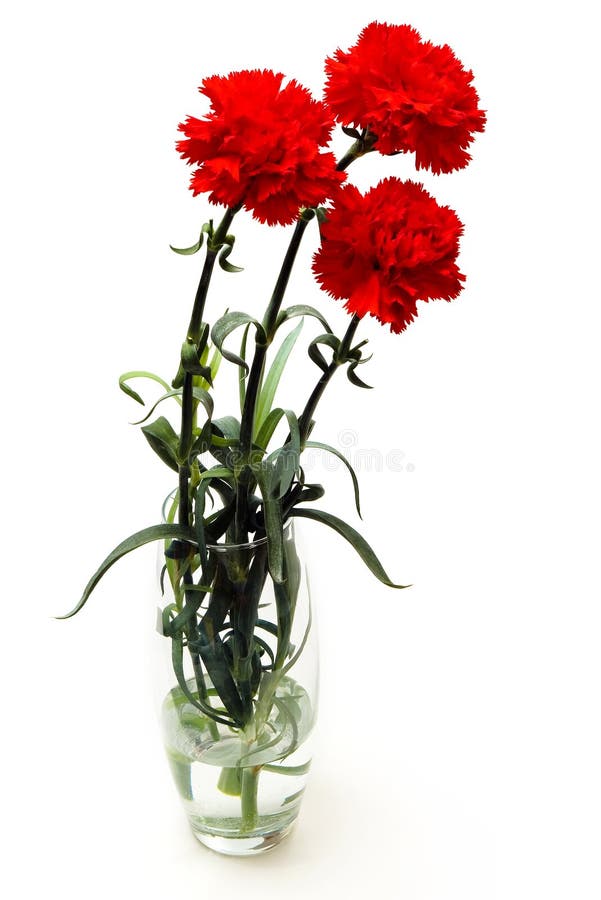 Anjers stock foto. Image of mooi, bloemen, elegantie, sluit - 2183626