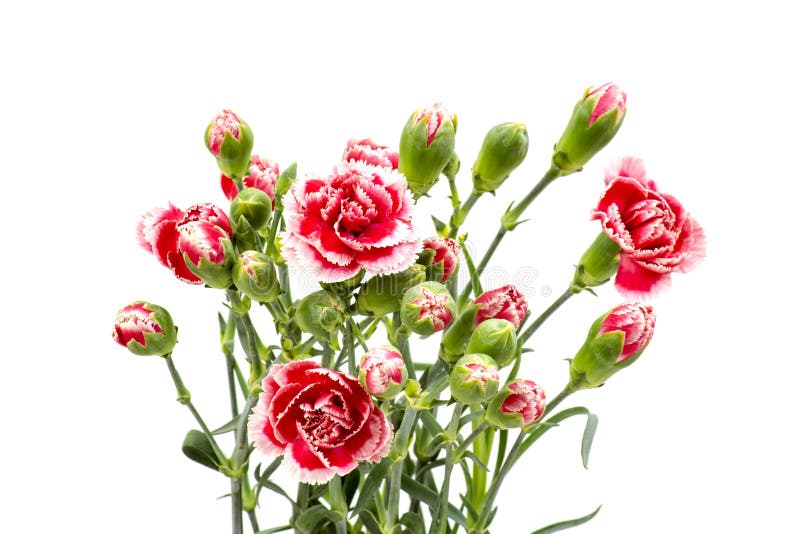 Bloem Rood Die Anjersboeket Op Witte Achtergrond Wordt Geïsoleerd Stock ...