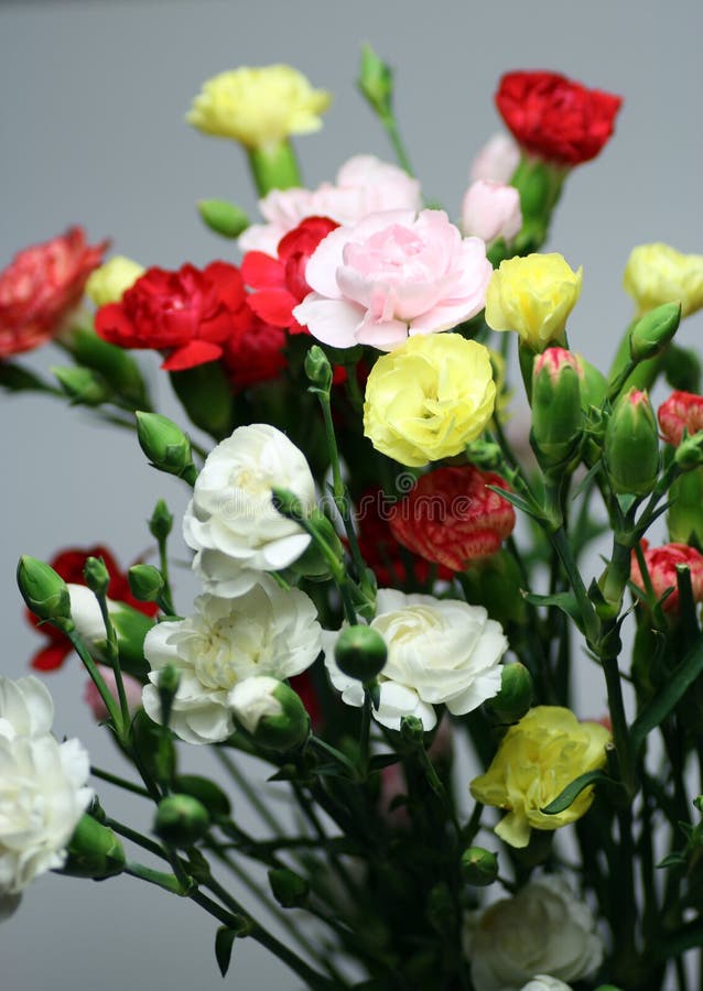 Anjers stock afbeelding. Image of bloemblaadje, lelie - 4572637