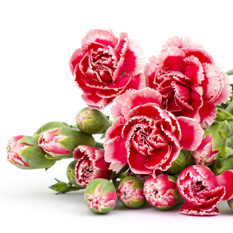 Anjers stock afbeelding. Image of vers, bloemen, kleur - 29220975