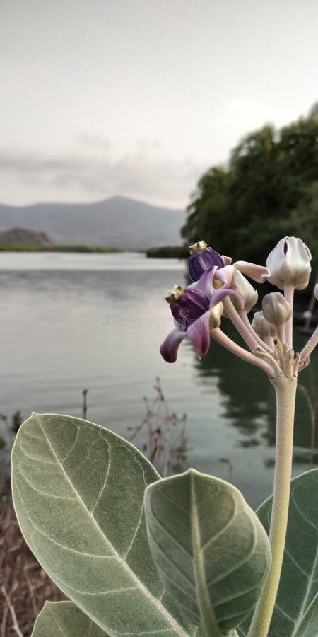 Ankada Stock Photos - Free & Royalty-Free Stock Photos from Dreamstime