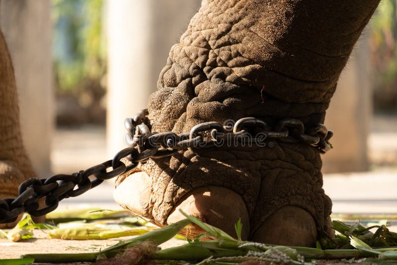 Elephant bondage stock photo. Image of confinement, help - 167404174