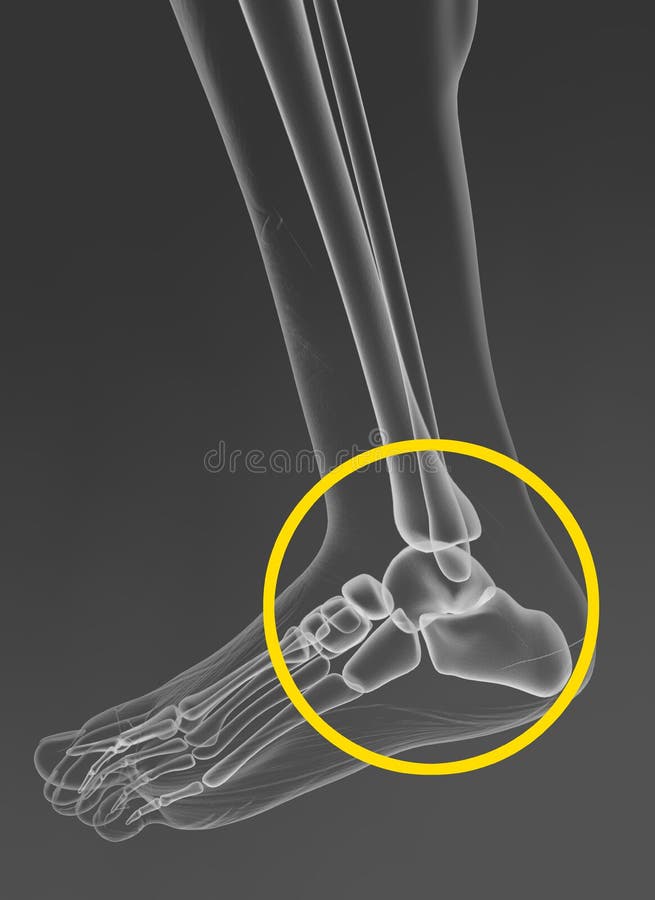 Ankle Joint Anatomy, Medically 3D Illustration Stock Illustration ...