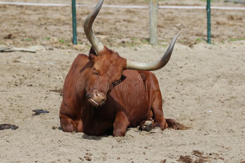 Ankola cow stock image. Image of life, natural, bull - 97338309