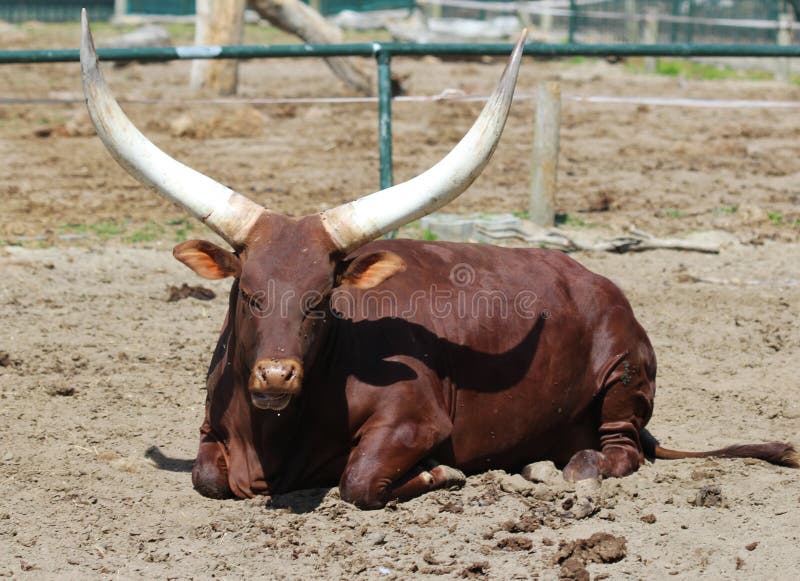 Ankola cow stock image. Image of life, natural, bull - 97338309
