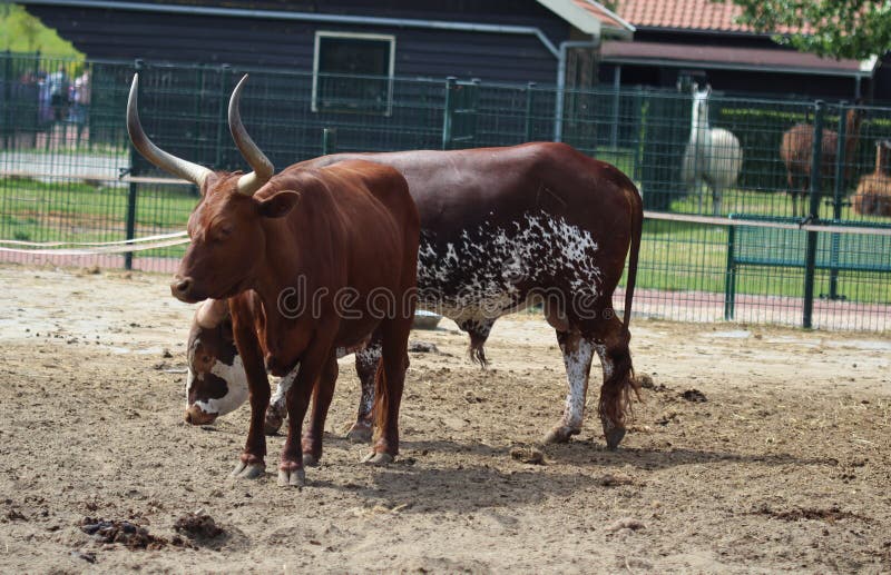 Ankola cow stock image. Image of life, natural, bull - 97338309