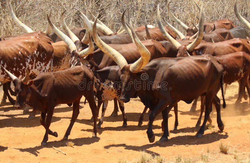 Ankole Cattle Livestock Herd Africa Stock Photo - Image of african ...