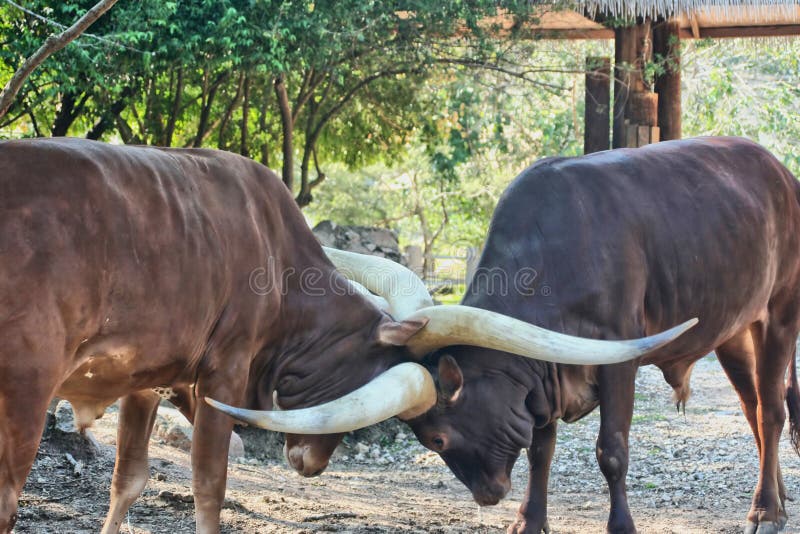 Ankole Cattle stock photo. Image of african, long, beef - 18815468
