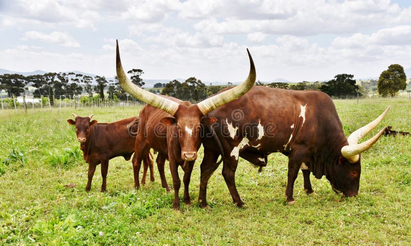 Ankole Cattle stock photo. Image of african, long, beef - 18815468