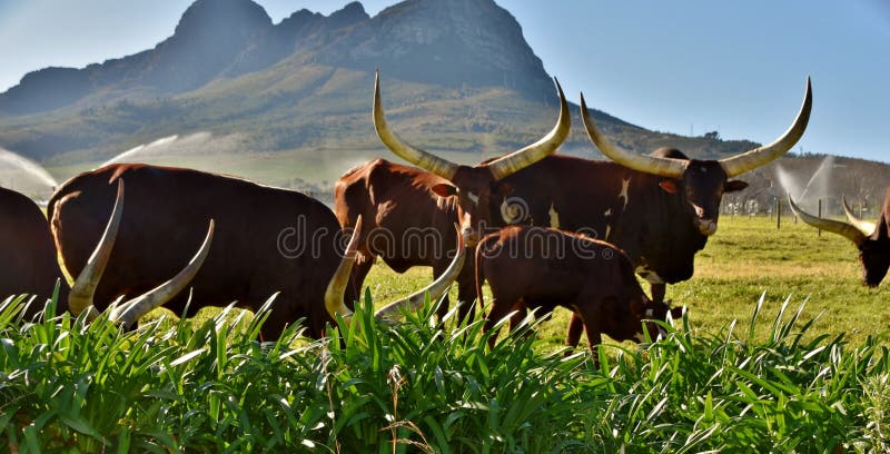 Ankole Cattle stock photo. Image of african, long, beef - 18815468