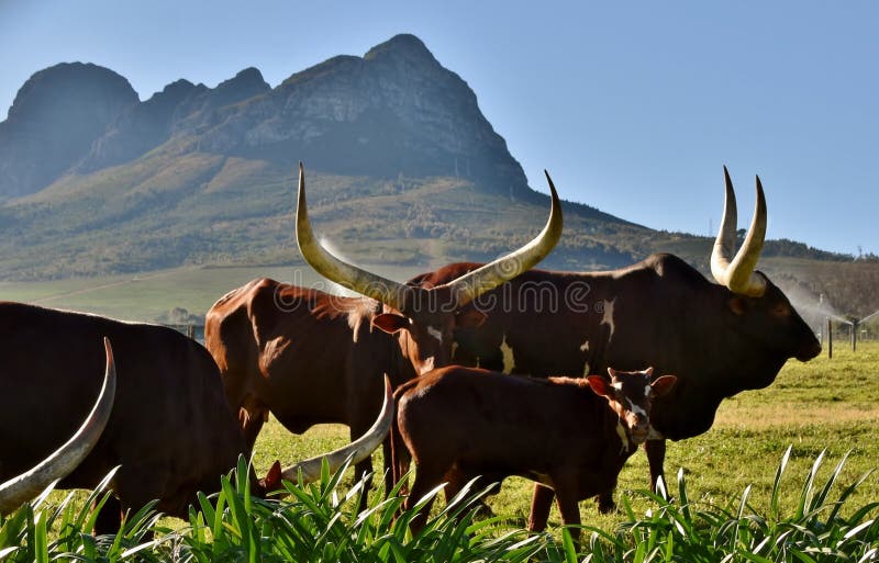 Ankole Cattle stock photo. Image of african, long, beef - 18815468