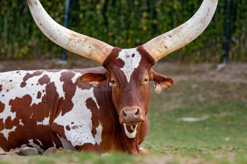 Longhorn Cow With Long, Curved Horns Grazing Stock Image - Image of ...