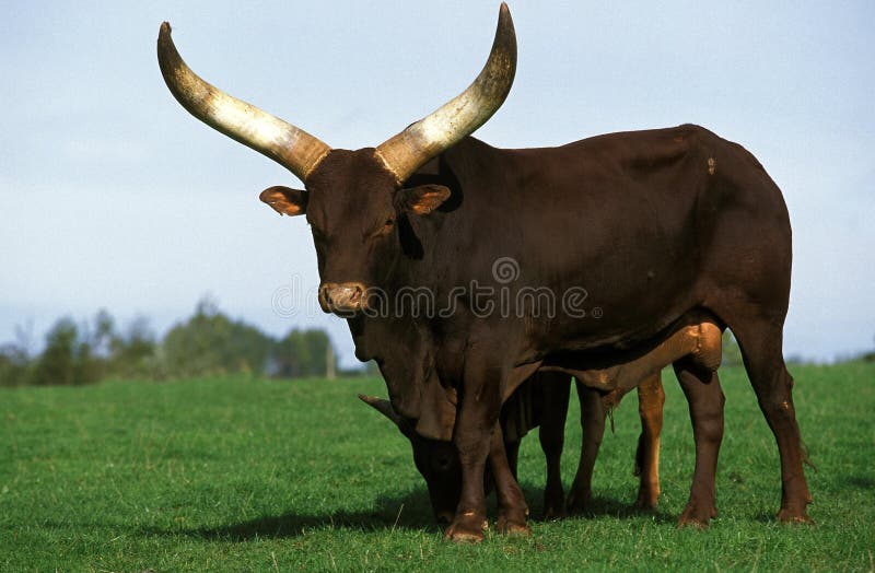 ANKOLE WATUSI CATTLE Bos Primigenius Taurus, BULL STANDING on GRASS ...