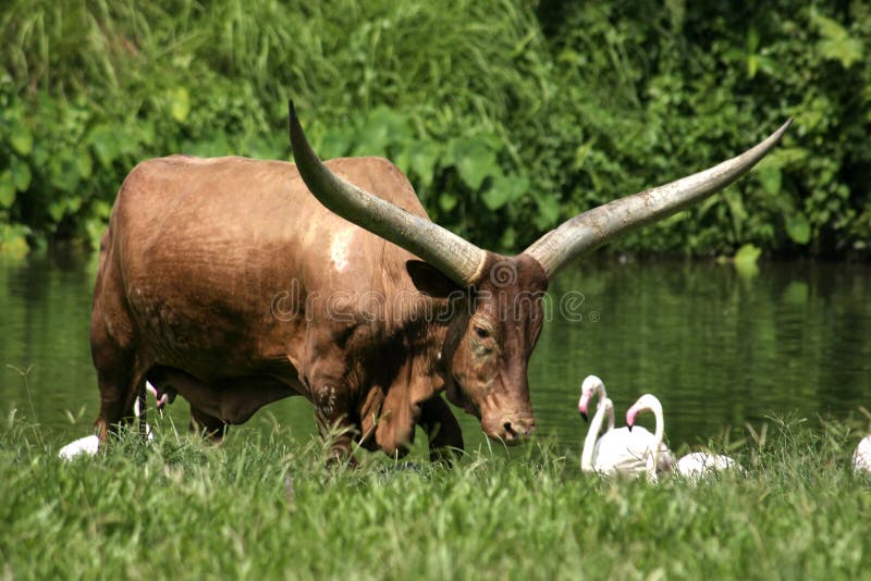 Ankoli cattle stock image. Image of cattle, wild, roam - 190449
