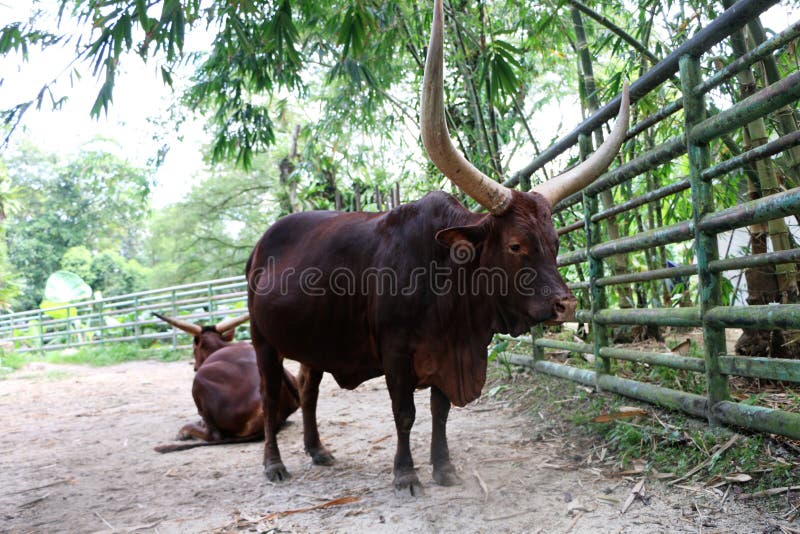 Ankoli Cattle Bos Taurus stock image. Image of natural - 123421779
