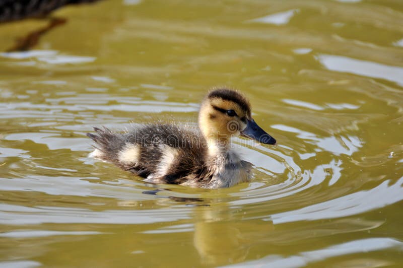 Ankunge fotografering för bildbyråer. Bild av vattenlevande - 32053263