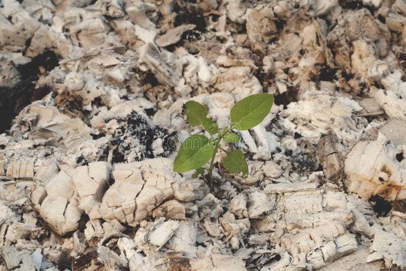 Anlage, Die Von Der Asche Steigt Stockbild - Bild von frisch ...