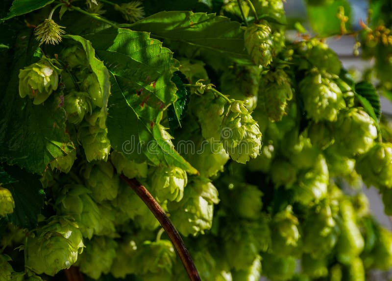 Hopfen-Anlage stockfoto. Bild von rebe, bestandteil, sonderkommando ...