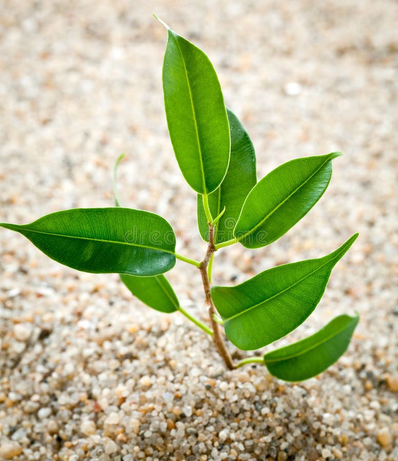 Sand, Boden Und Steine Sind Auf Einem Weißen Hintergrund Stockfoto ...