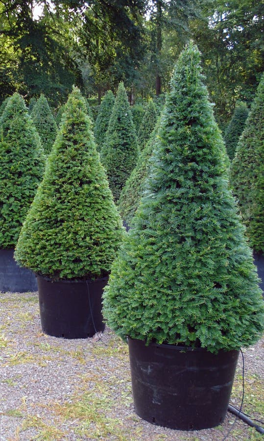 Anlagen Der Eibe (Taxus Baccata) Stockfoto - Bild von nadelbaum, form ...