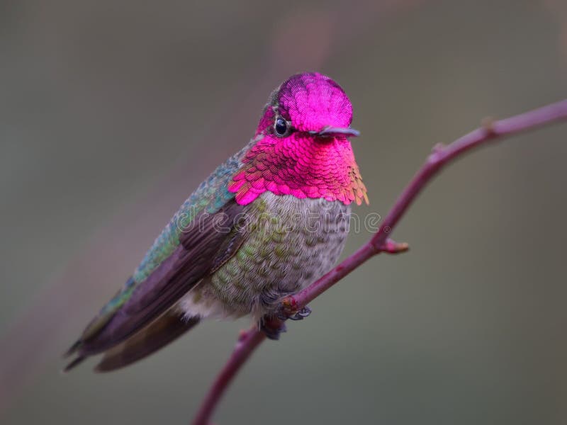 Anna Hummingbird Perching on Tree Branch Stock Photo - Image of ...