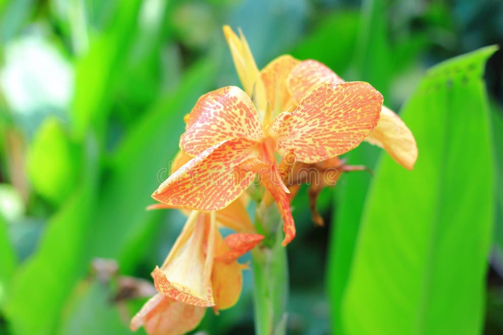 Anna indica flower stock photo. Image of flower, indica - 62162742