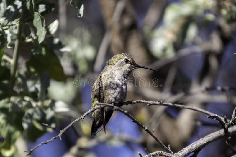 An Anna S Humming Bird Resting in a Tree Stock Image - Image of ...