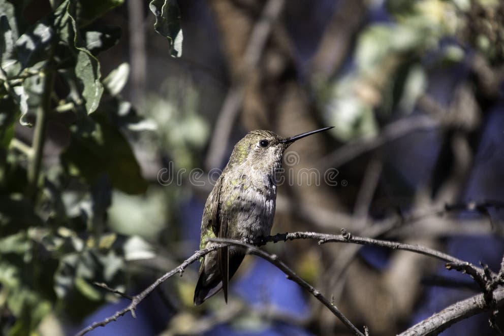 An Anna S Humming Bird Resting in a Tree Stock Image - Image of nature ...