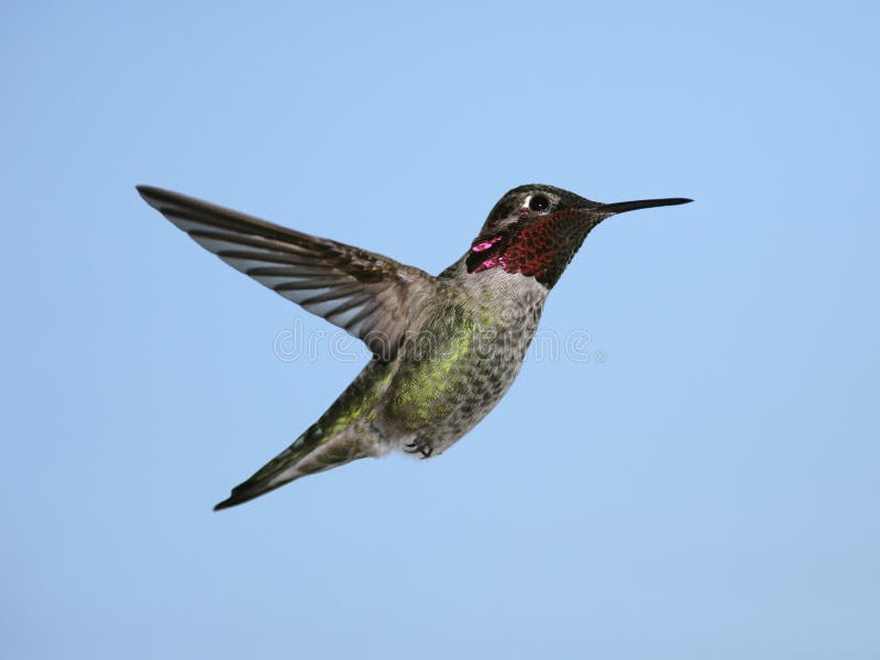 Anna s Hummingbird stock image. Image of annas, small - 4889017