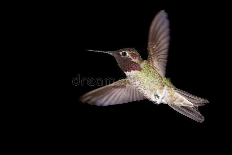 Male Black Chinned Hummingbird in Flight on a White Background Stock ...